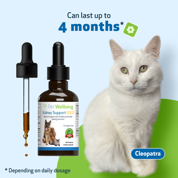 Kidney Support Gold - for Healthy Kidney Function in Cats | Pet ...